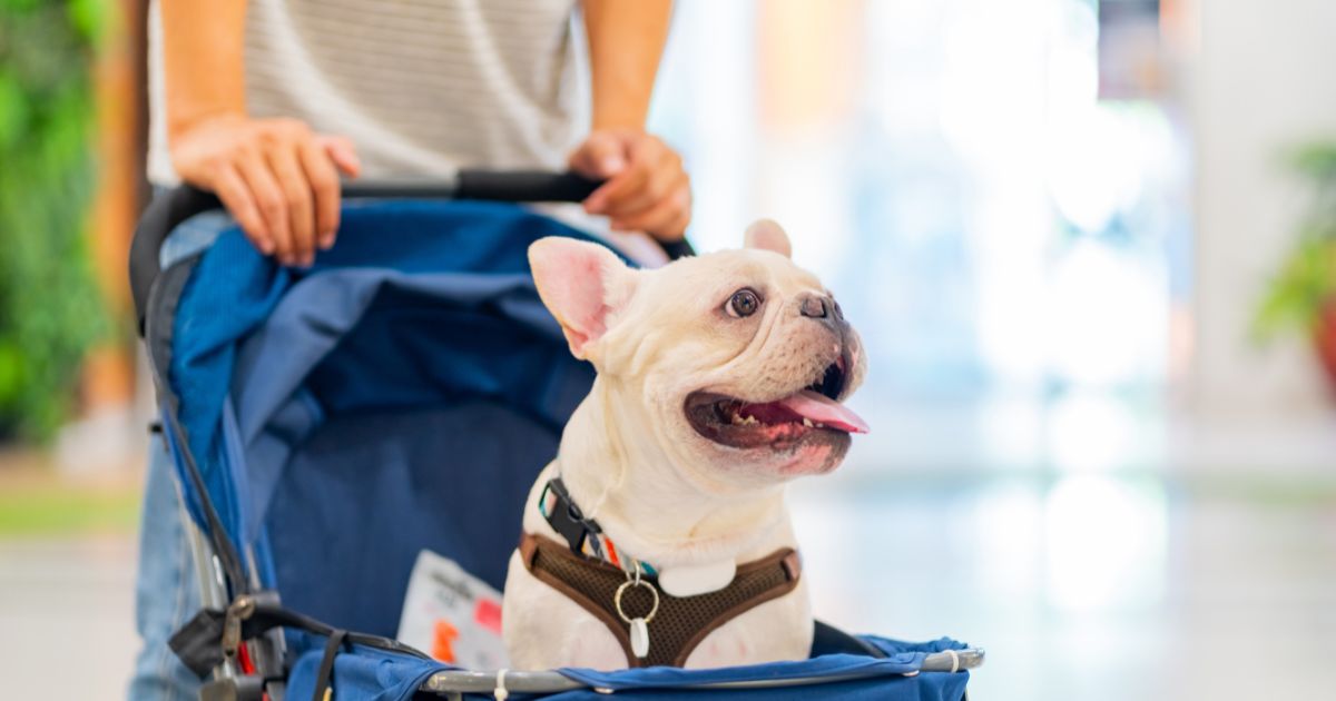 Bringing your pets to the mall? Here are some common pet policies you need to know • PhilSTAR Life